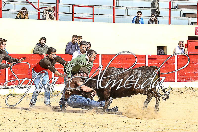 IMAGENS DO TREINO DOS FORCADOS DO RIBATEJO
